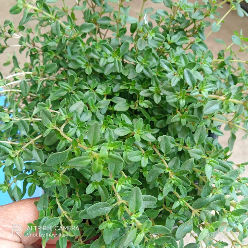 italian thyme herbs Luzon area only/ seedling garden decoration ...