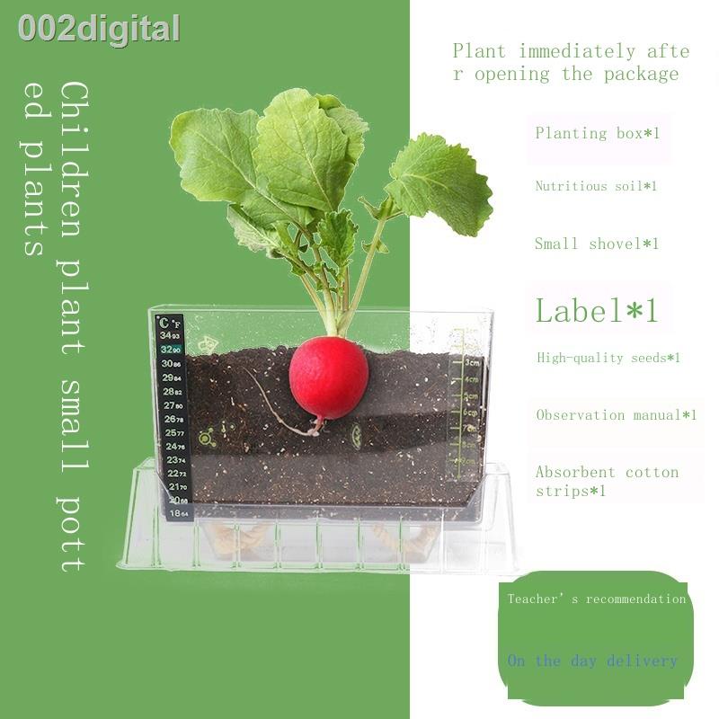 Seeds Small flower farmers plant growth observation box root system ...