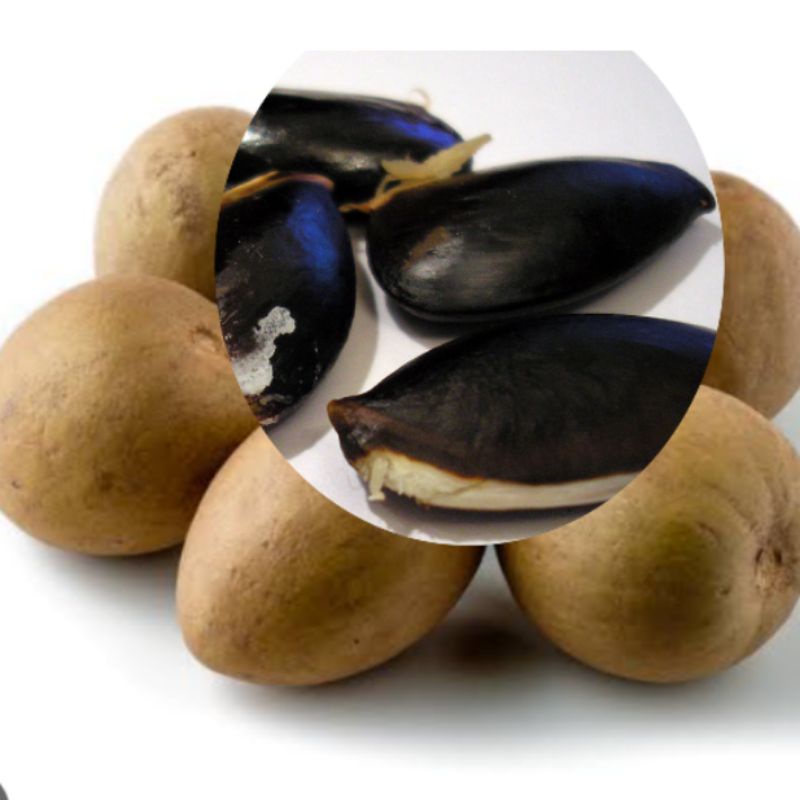 Chico seeds/ Sapodilla (4pcs) | Shopee Philippines