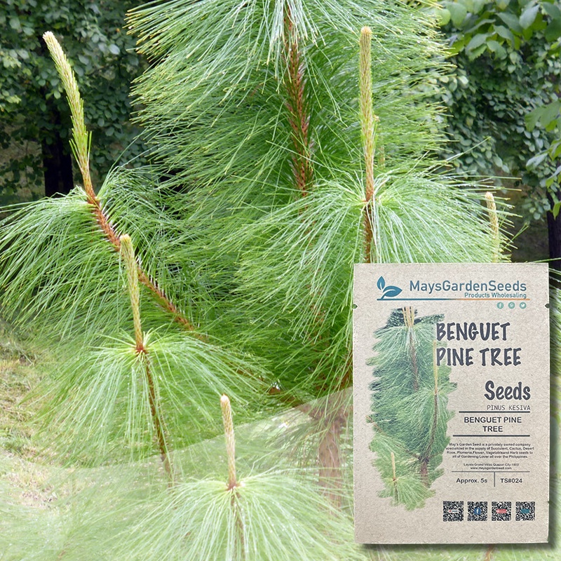 Benguet Pine Seeds, Pinus Kesiya Seeds, Tree Seeds#024 | Shopee Philippines