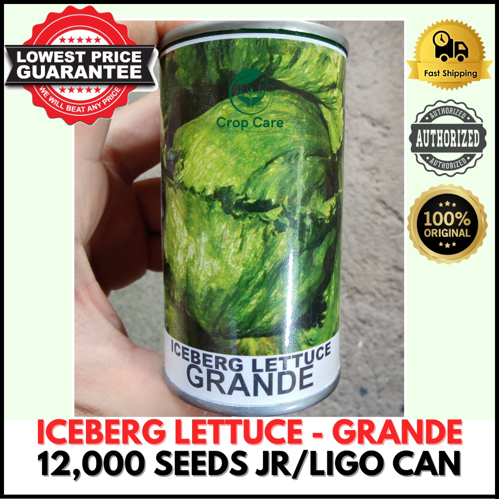 CONDOR SEEDS - ICEBERG LETTUCE SEEDS - GRANDE 12,000 Seeds - JR CAN ...
