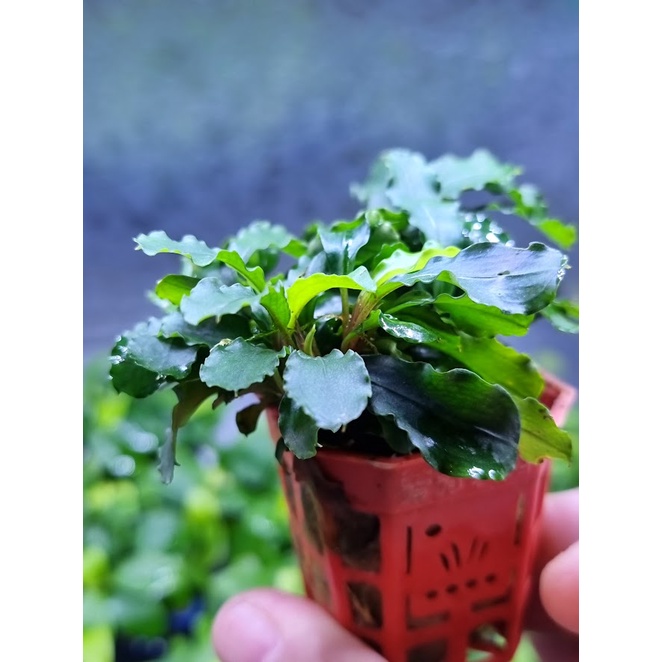 Bucephalandra sp mini phantom (Aquatic Plants) | Shopee Philippines