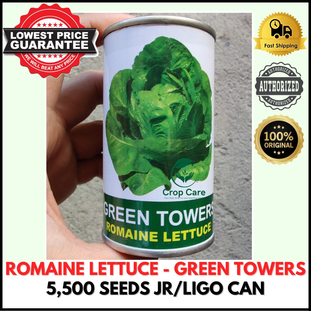 CONDOR SEEDS - ROMAINE LETTUCE SEEDS - GREEN TOWERS 5,500 Seeds - JR ...
