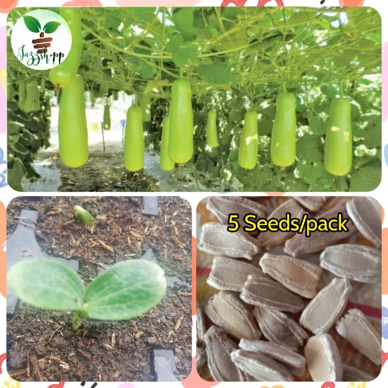 Upo Tambuli / Upo seeds for planting/Bottle Gourd | Shopee Philippines