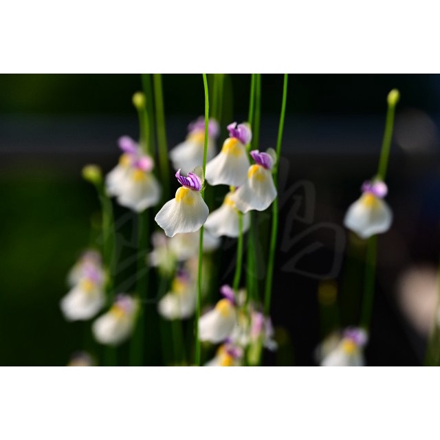 Siren bladderwort - Utricularia parthenopipes (Small spider bladderwort ...