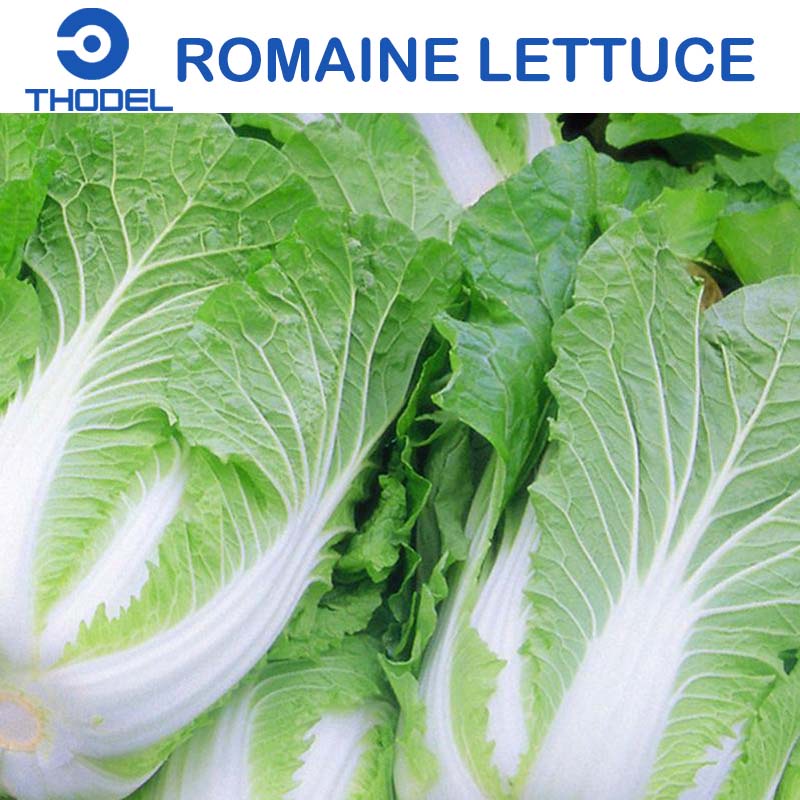 20PCS PECHAY BAGUIO SEEDS / CHINESE PECHAY SEEDS VEGETABLE SEEDS ...