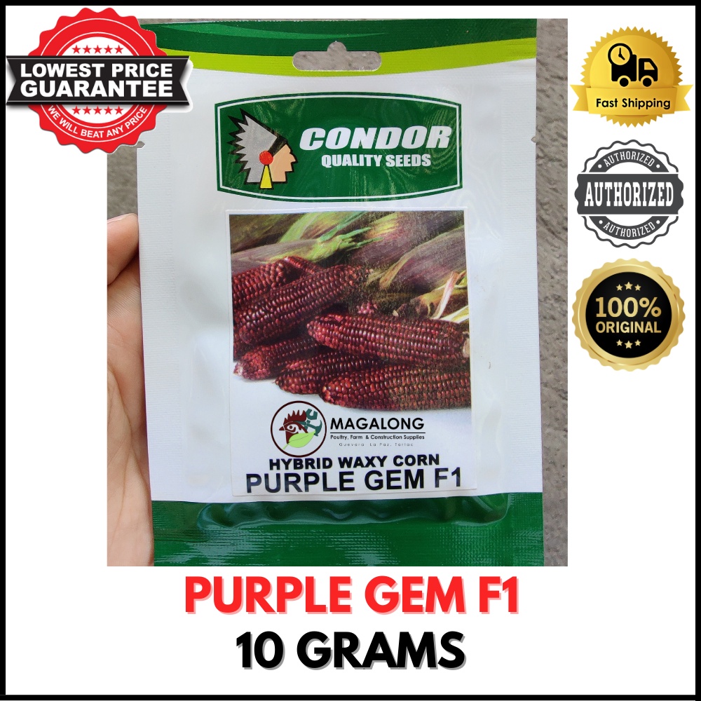 CONDOR SEEDS - WAXY CORN SEEDS - PURPLE GEM F1 HYBRID 10 Grams | Shopee ...