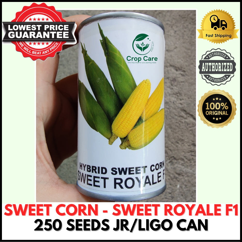 CONDOR SEEDS - SWEET CORN - SWEET ROYALE F1 HYBRID 250 Seeds - JR CAN ...