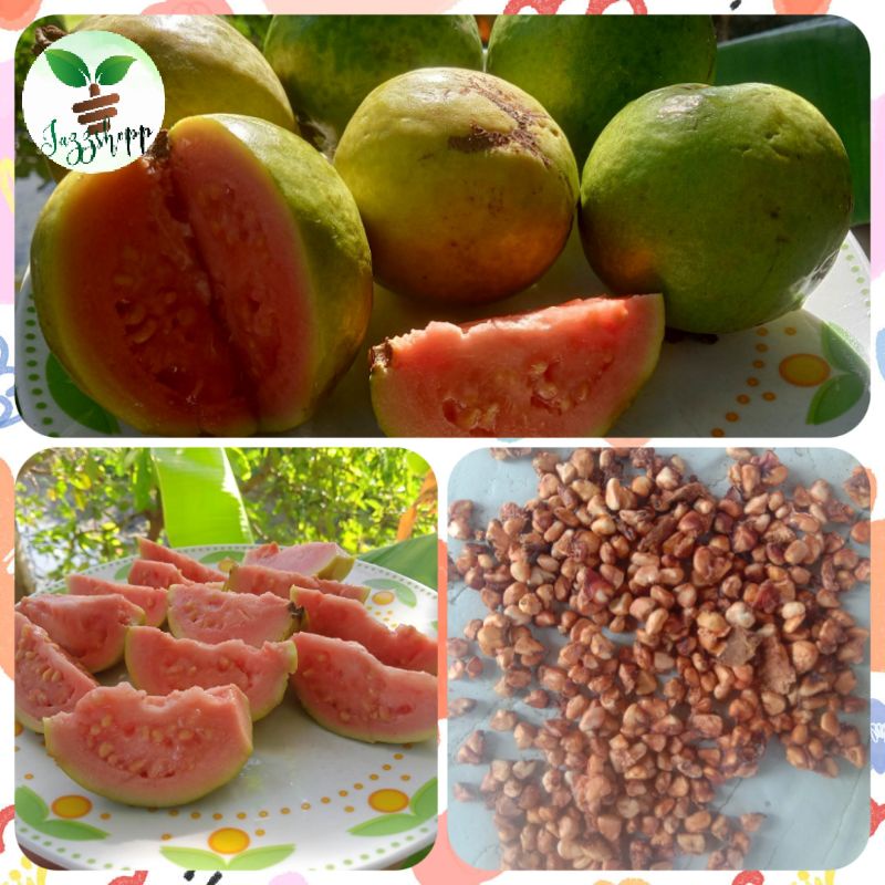 Sweet Guava Rare Seeds /Fruits Seeds Seeds for planting(20Seeds ...