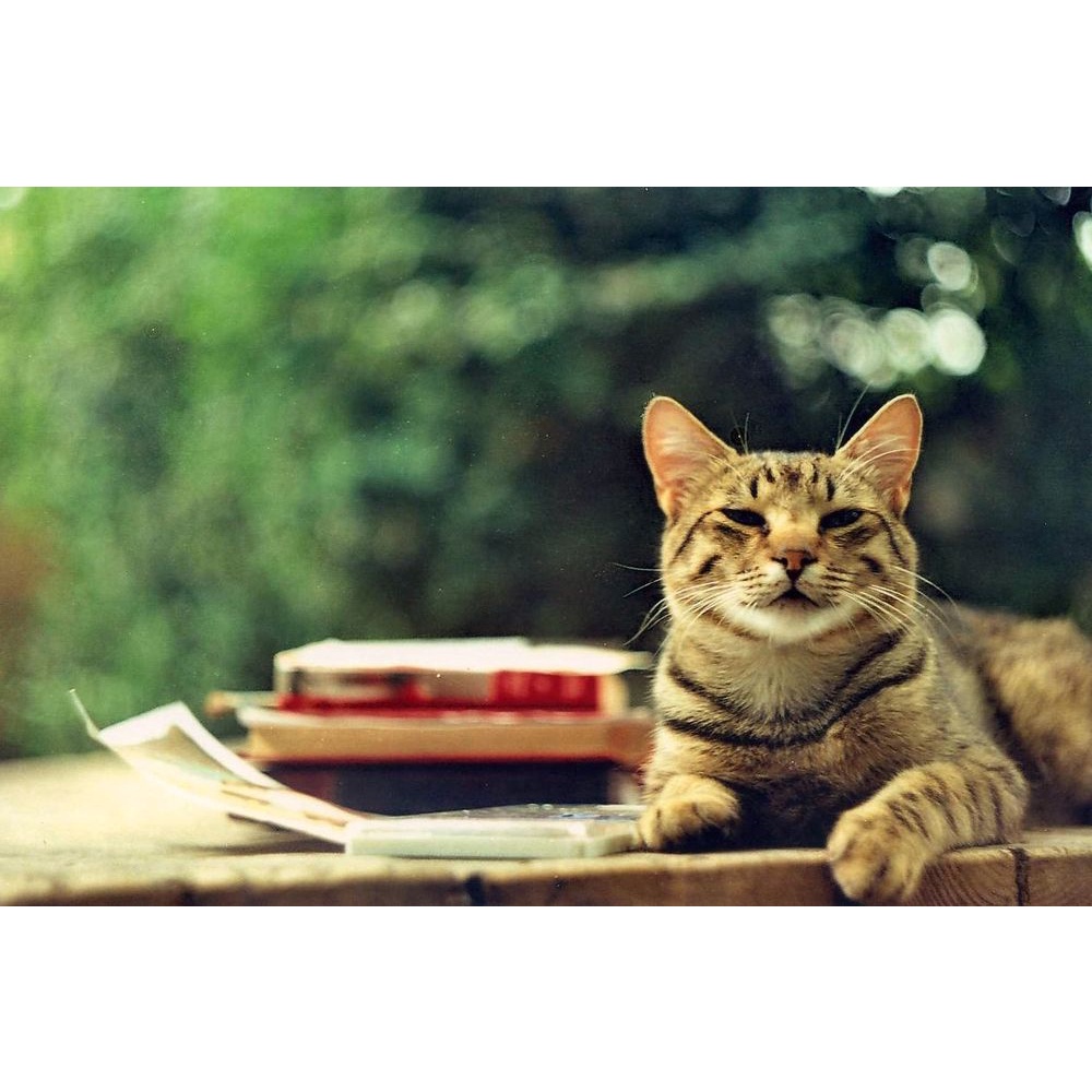 FUJIFILM Fuji Fujicolor 200 C200 35mm 135 Format ISO 200 Colored ...