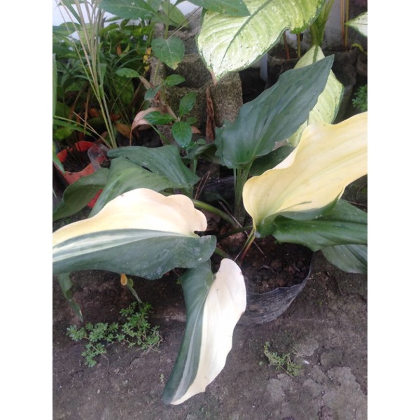 HOSTA PLANT/DRIMIOPSIS MACULATA (Small-Medium-Big) | Shopee Philippines