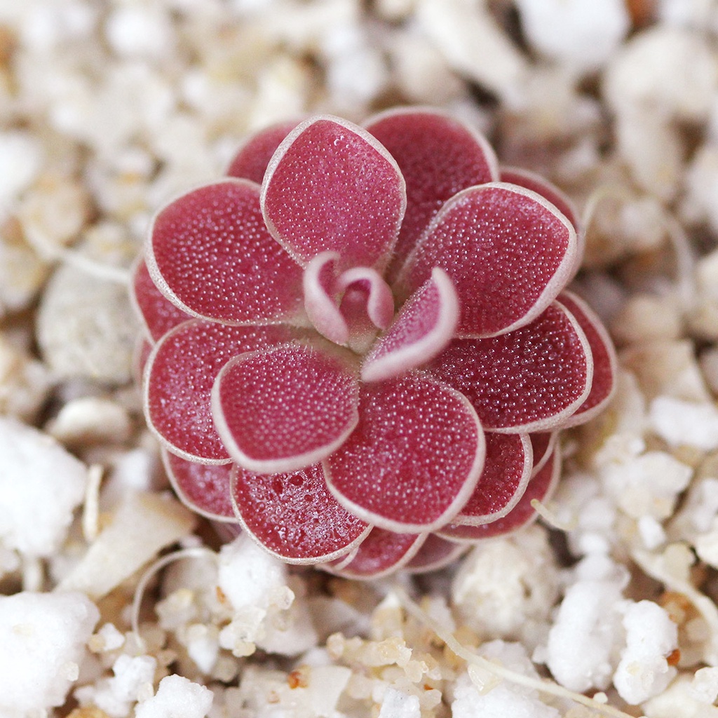 Flory succulent carnivorous carnivorous plant man-eating flower flytrap ...