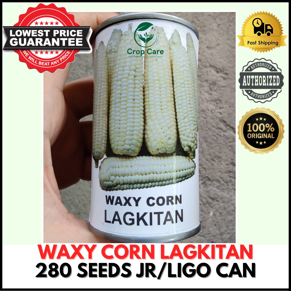 CONDOR SEEDS - WAXY CORN SEEDS - LAGKITAN 280 Seeds - JR CAN / LIGO CAN ...