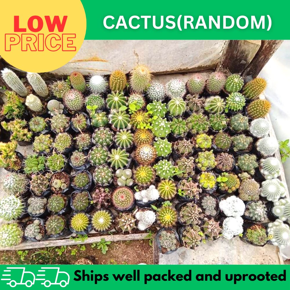 Regular Size Cactus Real Plant Live Cactus Plant for Sale (Random) For ...