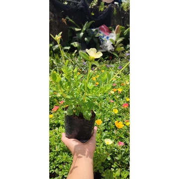 POTTED Vietnam Rose o Oro alas Dose plants l Ang ganda l matataba l ...