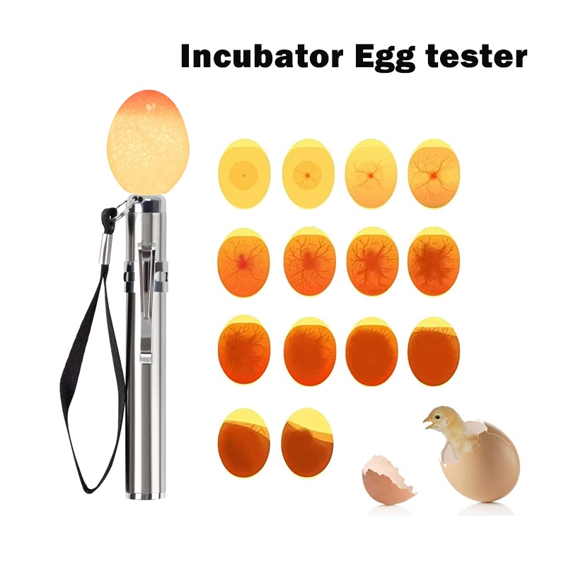 Penlight for bird egg Automatic incubator Egg Candler Tester Lamp LED ...