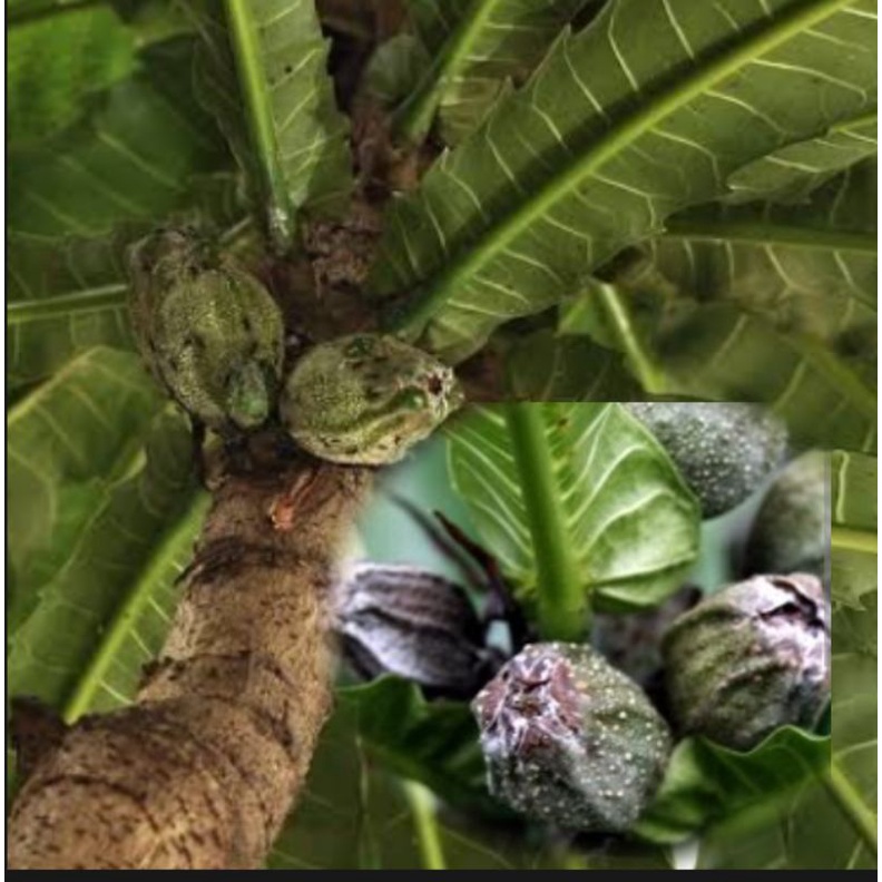 Niyog Niyogan/ Lubi-Lubi seeds(100pcs) | Shopee Philippines