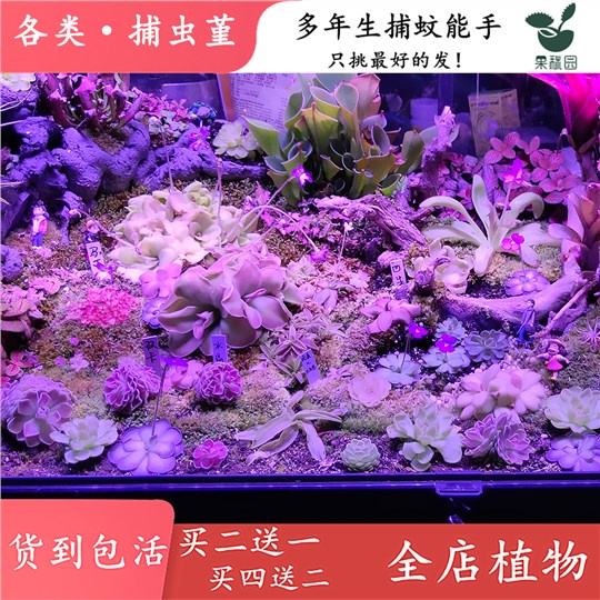 Insect-catching pansy carnivorous plant carnivorous grass succulent ...