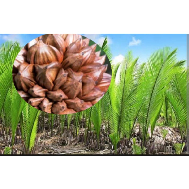 Nipa seeds/ Mangrove palm(3PCs) | Shopee Philippines