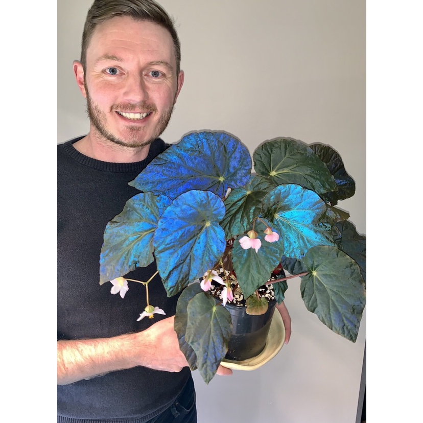 Peacock begonia metal blue begonia rainforest tank ecological tank ...