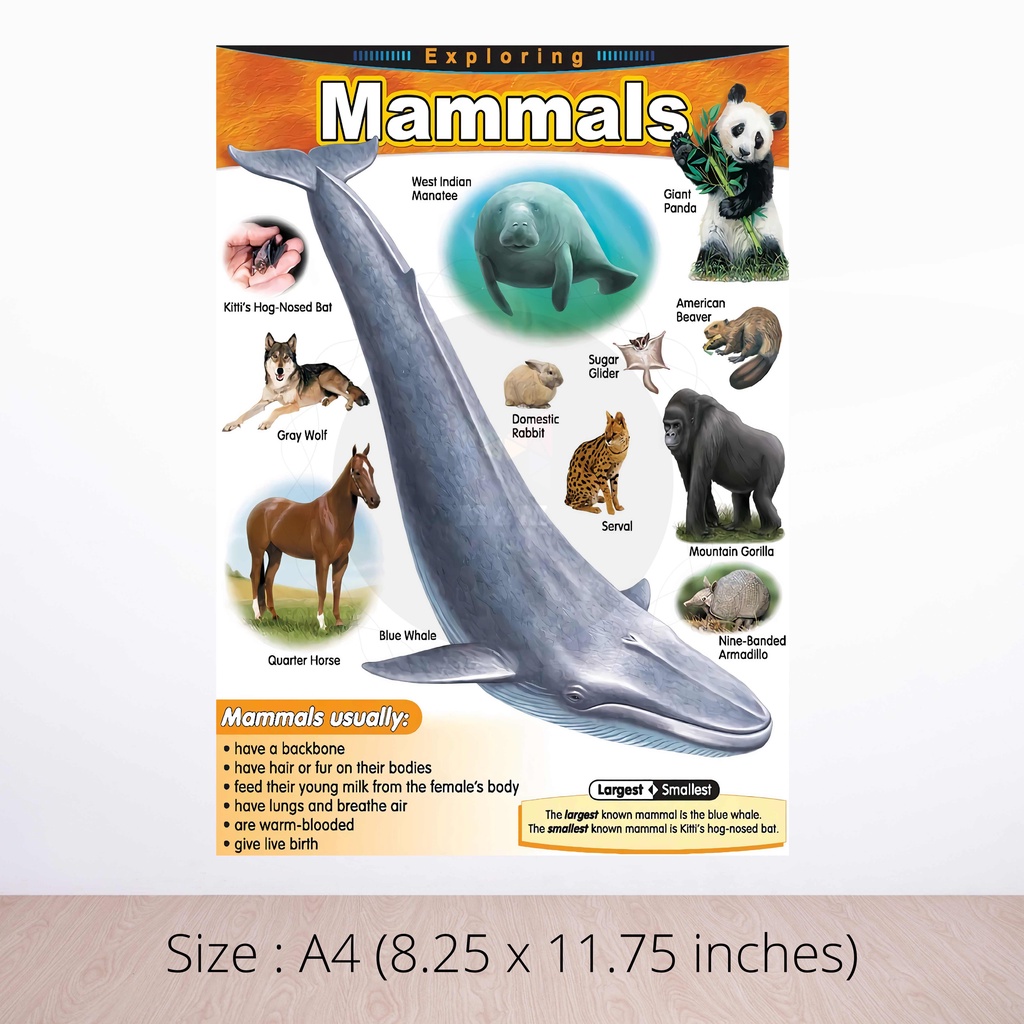 ANIMAL CHARTS FOR KIDS| LAMINATED CHART FOR KIDS | Shopee Philippines