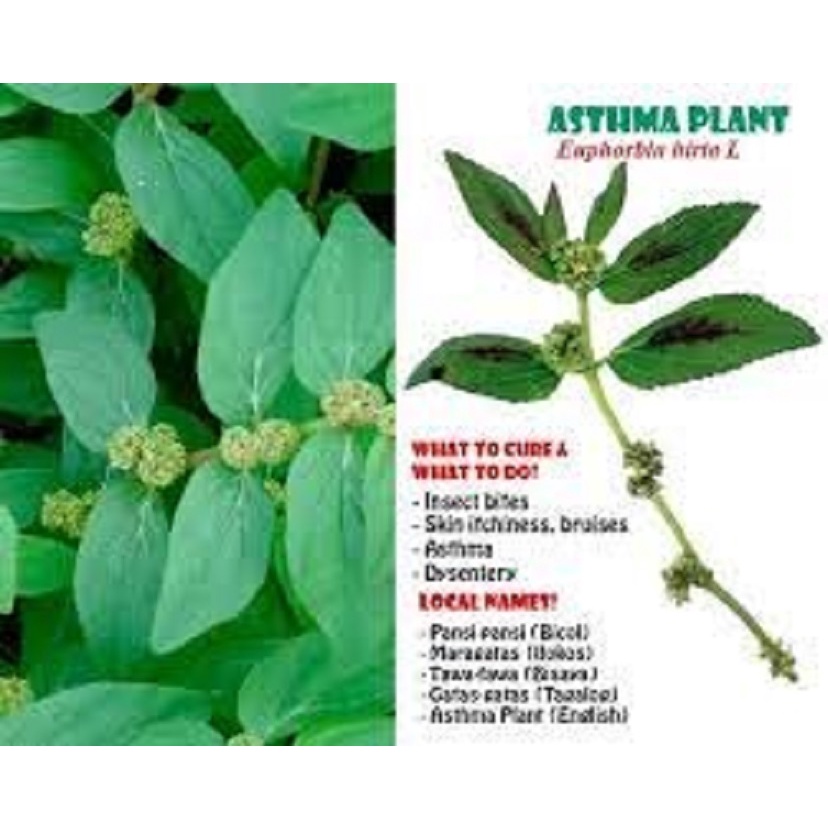 Tawa-Tawa seeds (herbal ) Euphorbia hirta | Shopee Philippines