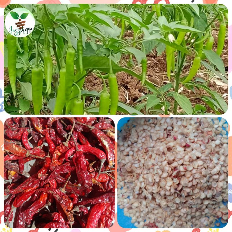 Siling Green/Siling Panigang,Seeds for planting New harvest | Shopee ...