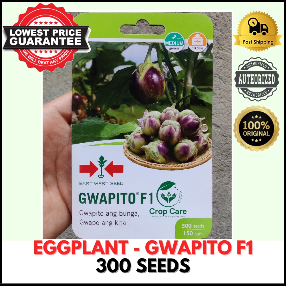 EAST-WEST SEEDS - ROUND EGGPLANT SEEDS - GWAPITO F1 HYBRID 300 Seeds ...