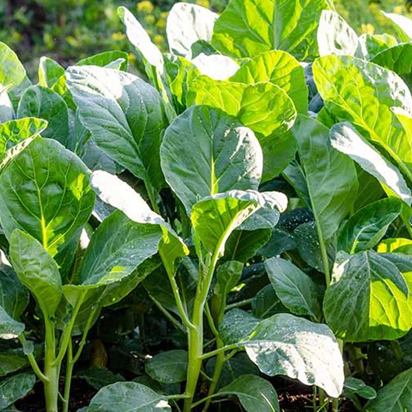 Kailan Seeds - Kailan Broccoli Seeds - Broccoli Kaylan Seeds - Leafy ...
