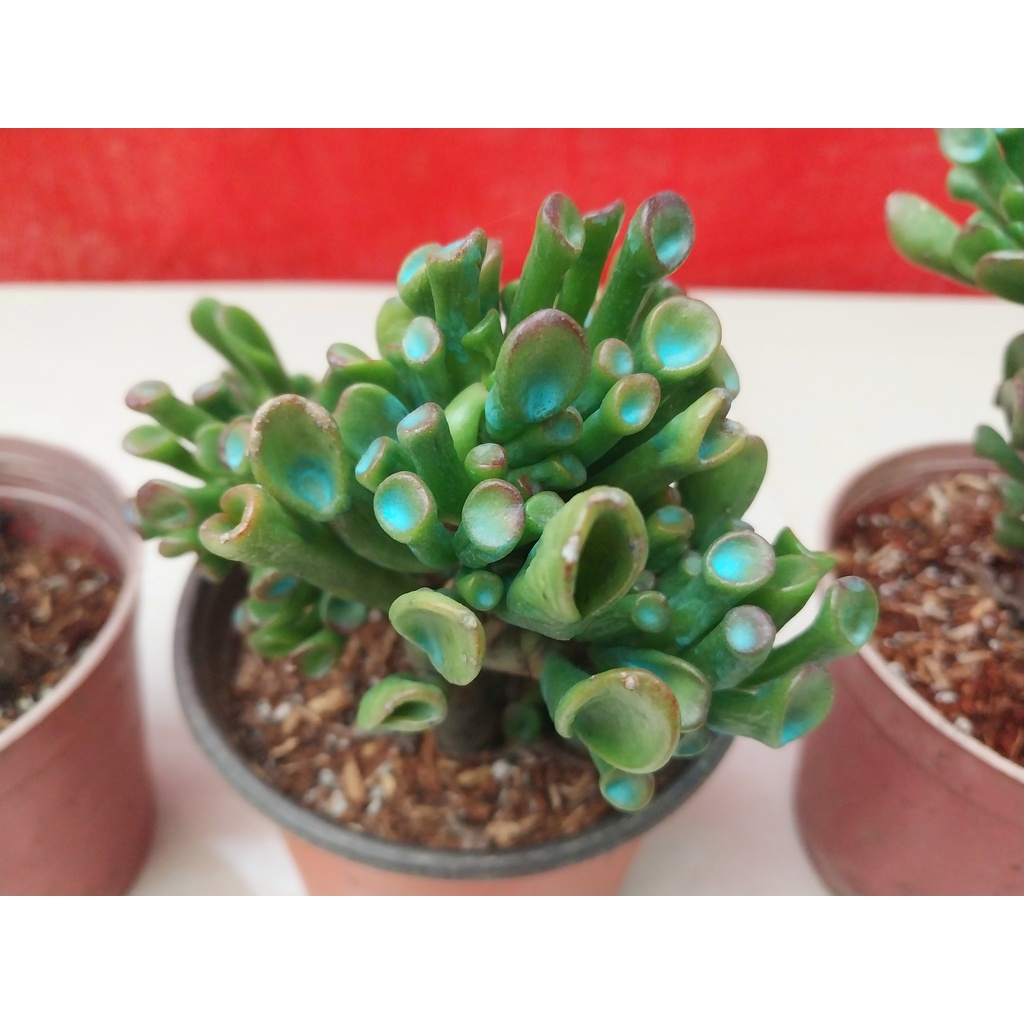 Succulent : Crassula ovata Gollum / Living Coral | Shopee Philippines