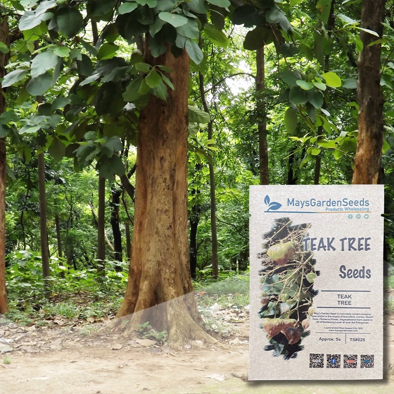Teak Tree Seeds, Tectona Grandis Seeds, Tree Seeds#026 | Shopee Philippines