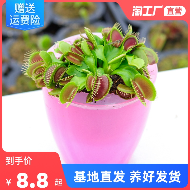 Venus flytrap potted super large seedling nepenthes plant cannibal ...