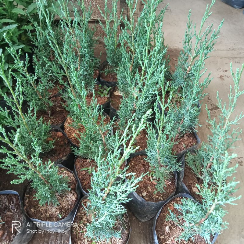 Italian pine cypress small garden decor | Shopee Philippines