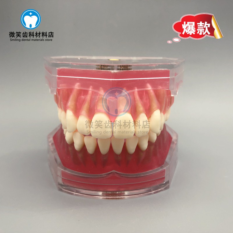 Dental Oral Teaching Practice tooth extraction model Full Mouth ...