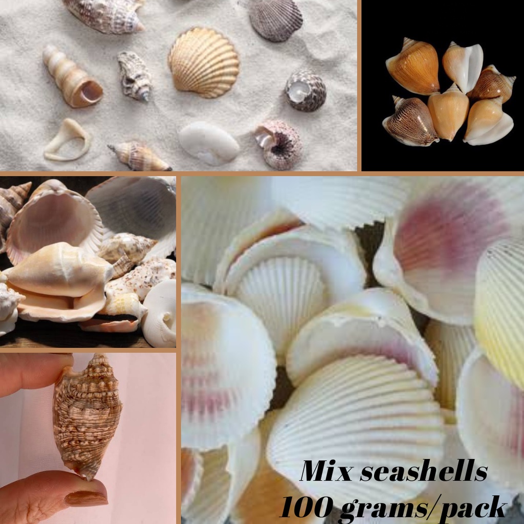Mix Seashells 100 grams/ pack (Assorted Seashells For Your diy Projects ...
