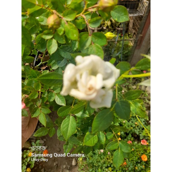 white piti mini rose small pot | Shopee Philippines