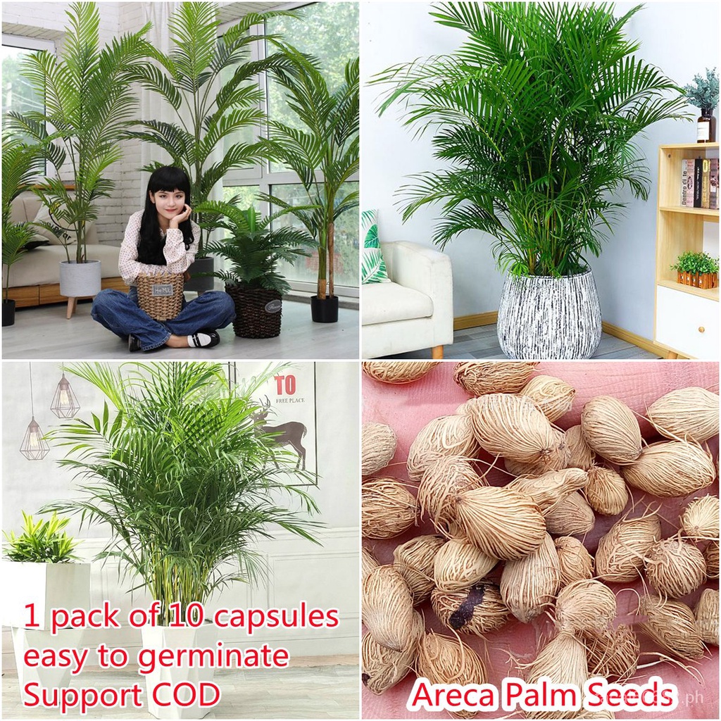 Areca Palm Seeds 10pcs Seeds Flower Plants Bonsai Seeds for Planting ...