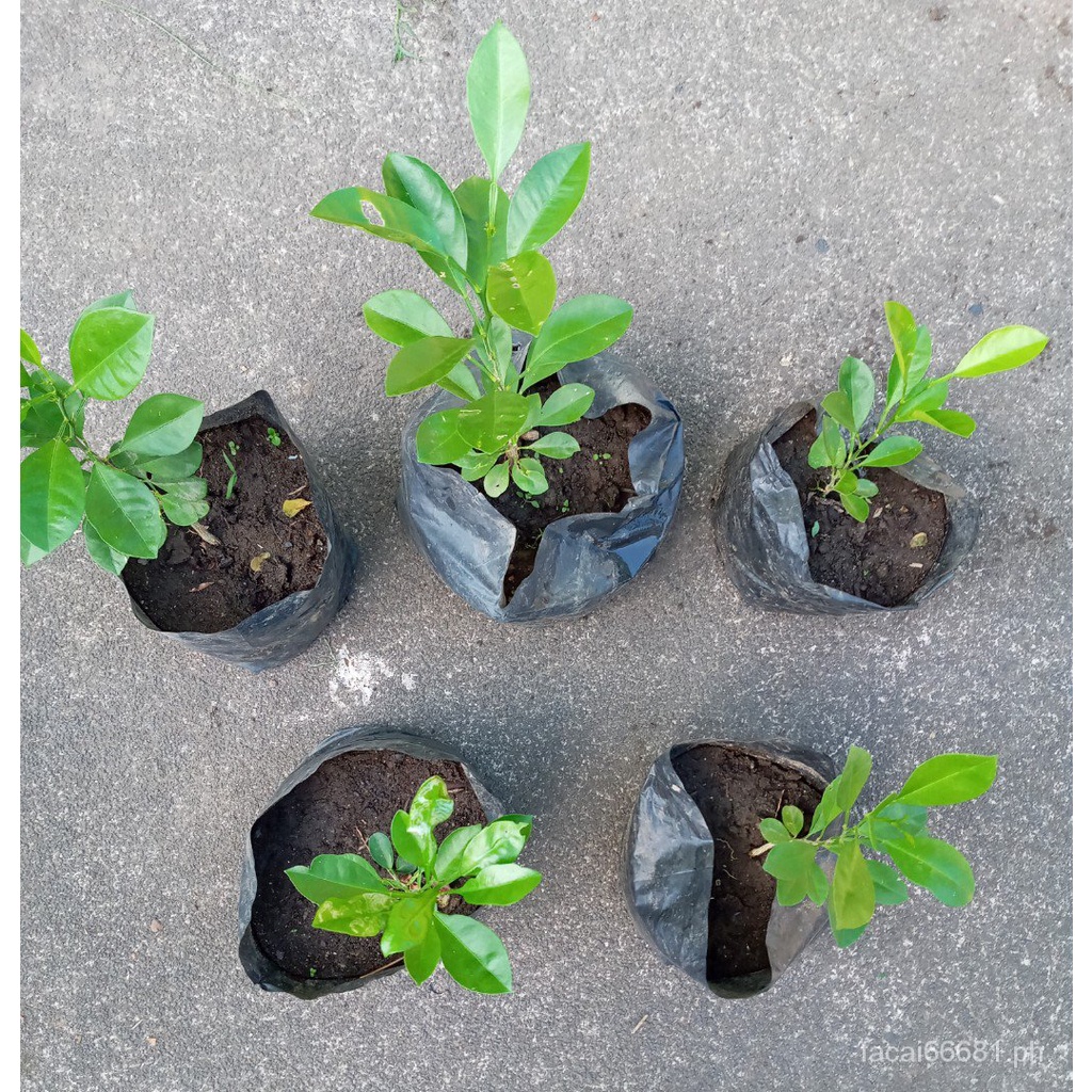 Calamansi Plant Seedling Gem/Hat/Coriander/Cabbage/Underwear/seeds ...