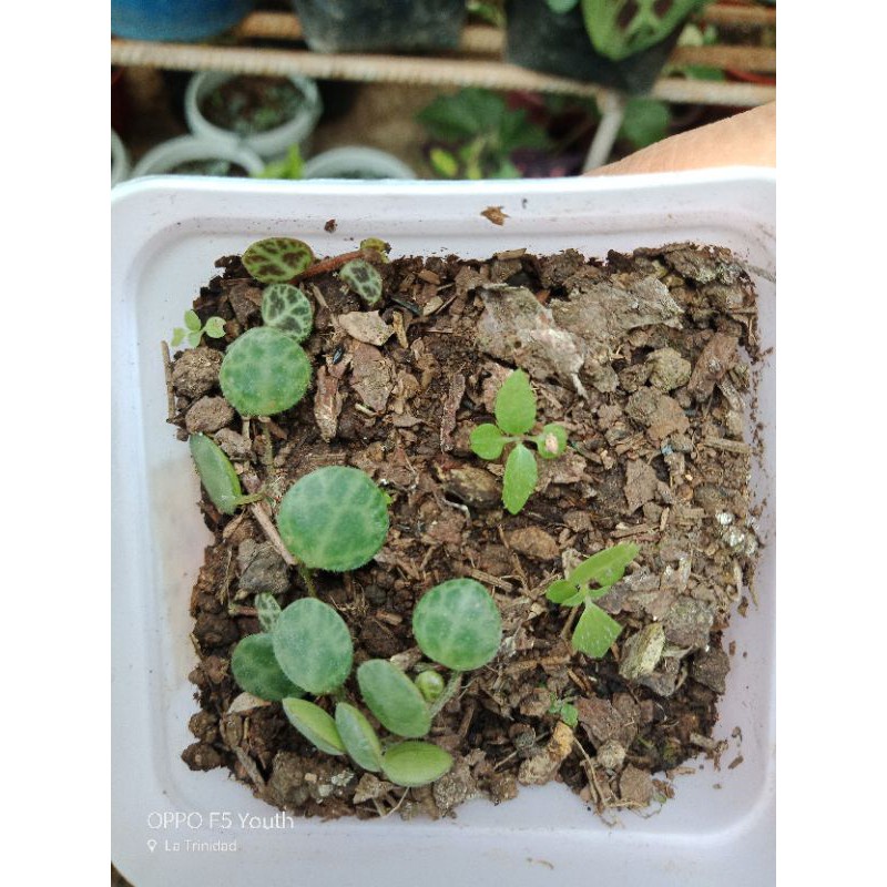 ┋String of Turtle (Peperomia Prostrata) | Shopee Philippines