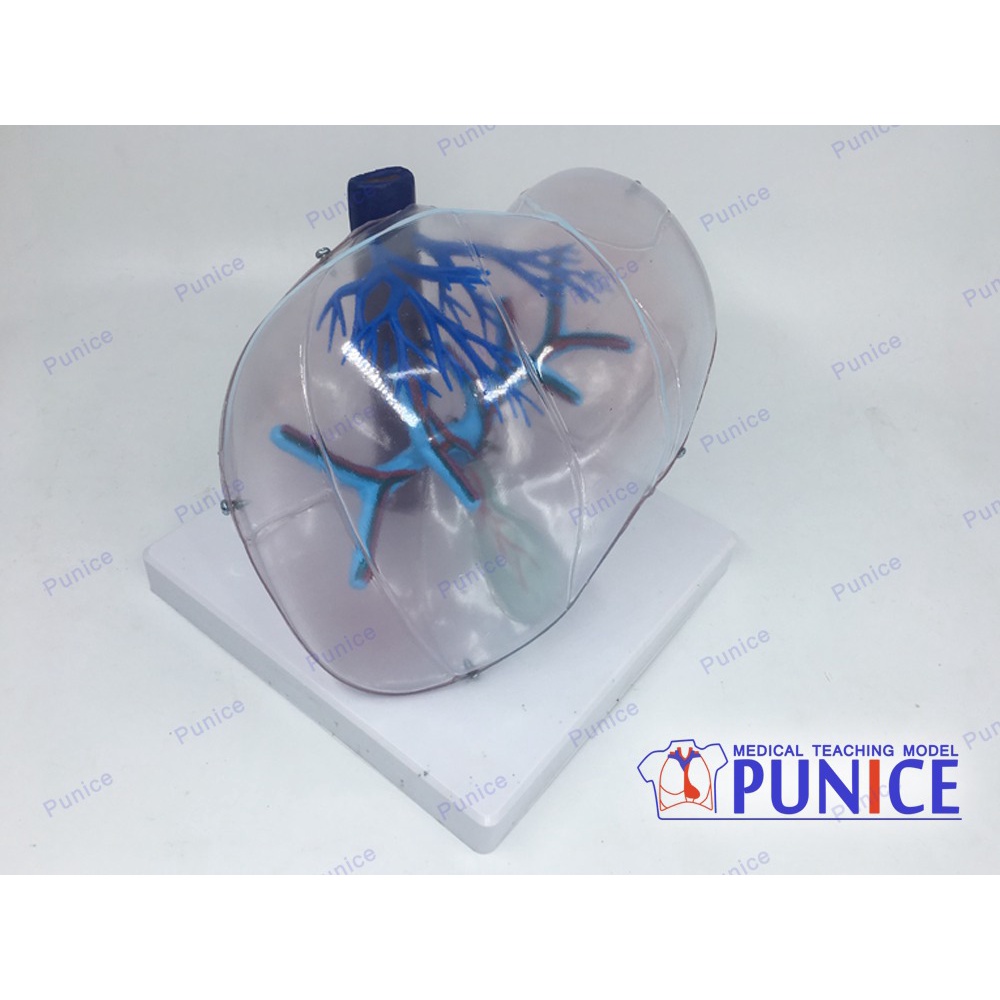 Transparent liver model liver segment Human liver anatomical model ...