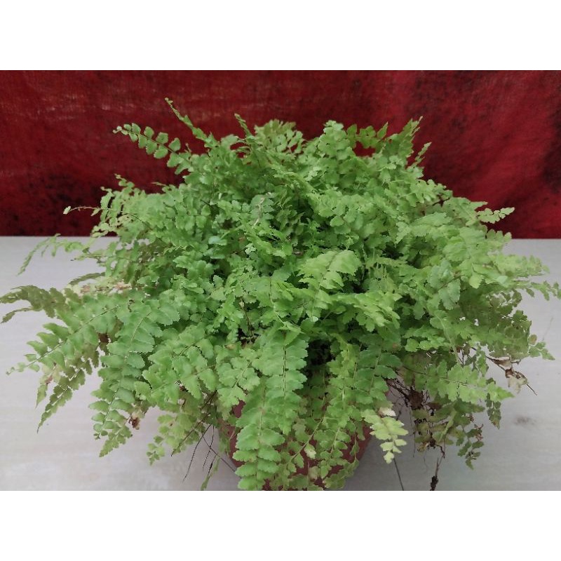 Dwarf Table Top Fern Noid ( Nephrolepis Sp ) | Shopee Philippines