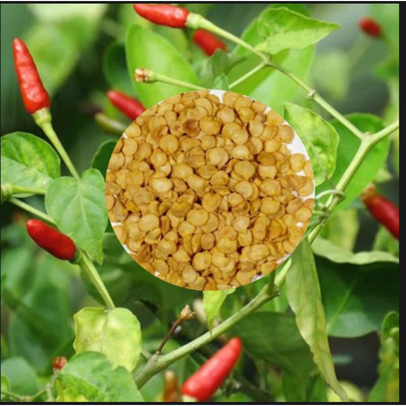 Sili labuyo seeds (30pcs) | Shopee Philippines