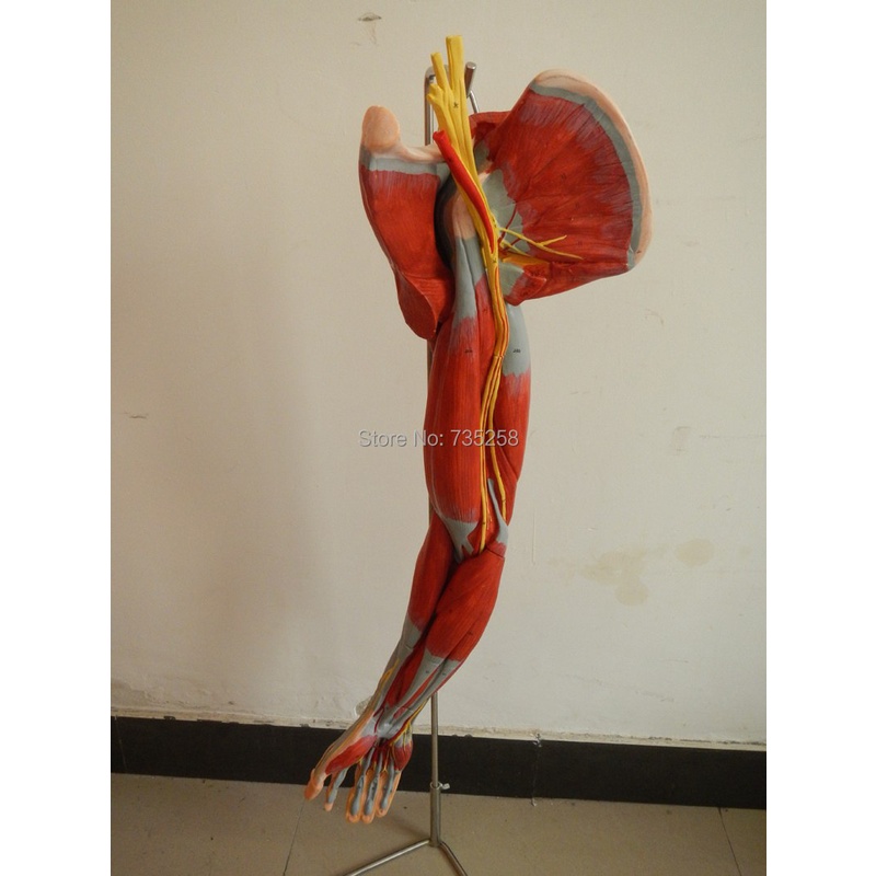 Muscles of Arm with Main Vessels and Nerves,Arm Muscle Model,Model of ...