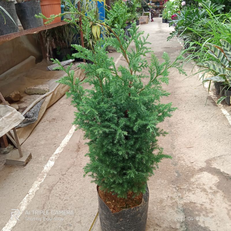 silver cypress pine med size | Shopee Philippines