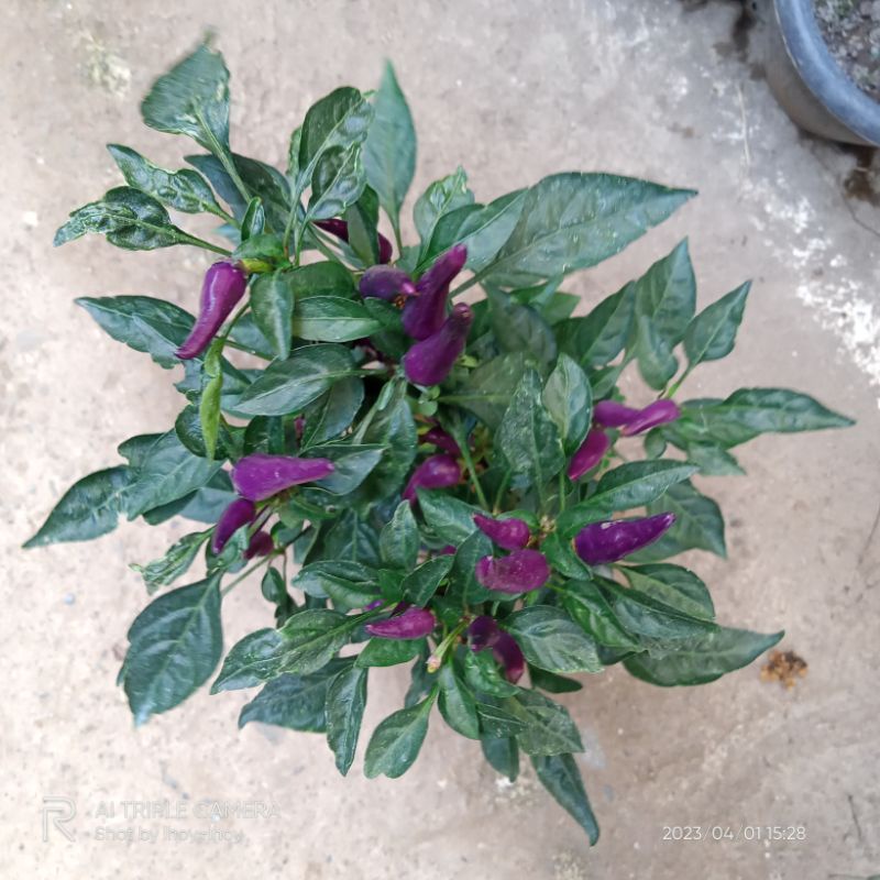 Korean chilli "violet sili" Luzon area only | Shopee Philippines