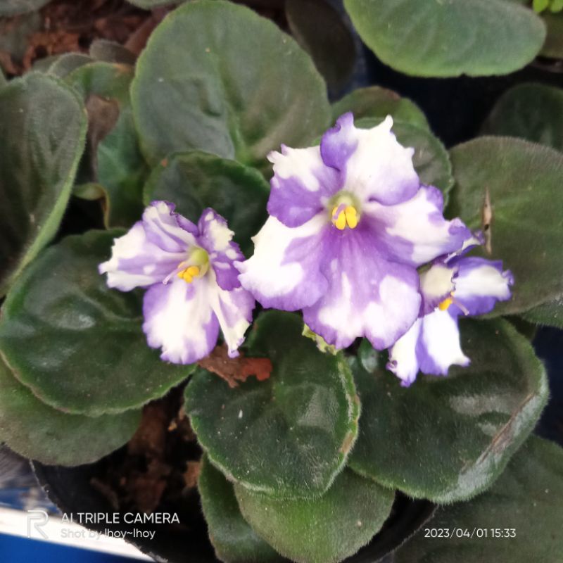 African violet (Luzon area only) | Shopee Philippines