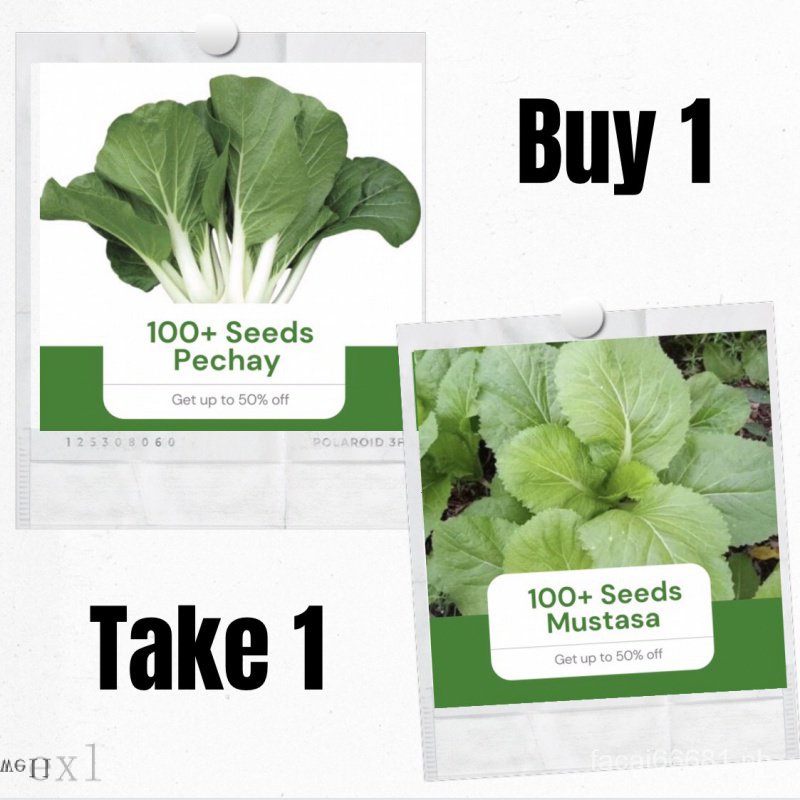 Buy 1 Pechay Seed with 1 Mustasa Seed Vegetable Binhi Panamimed/Seed ...