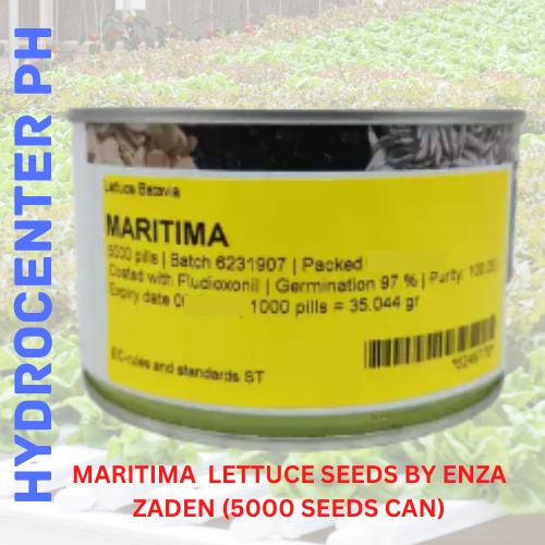 MARITIMA LETTUCE SEEDS BY ENZA ZADEN (5000 SEEDS CAN) | Shopee Philippines