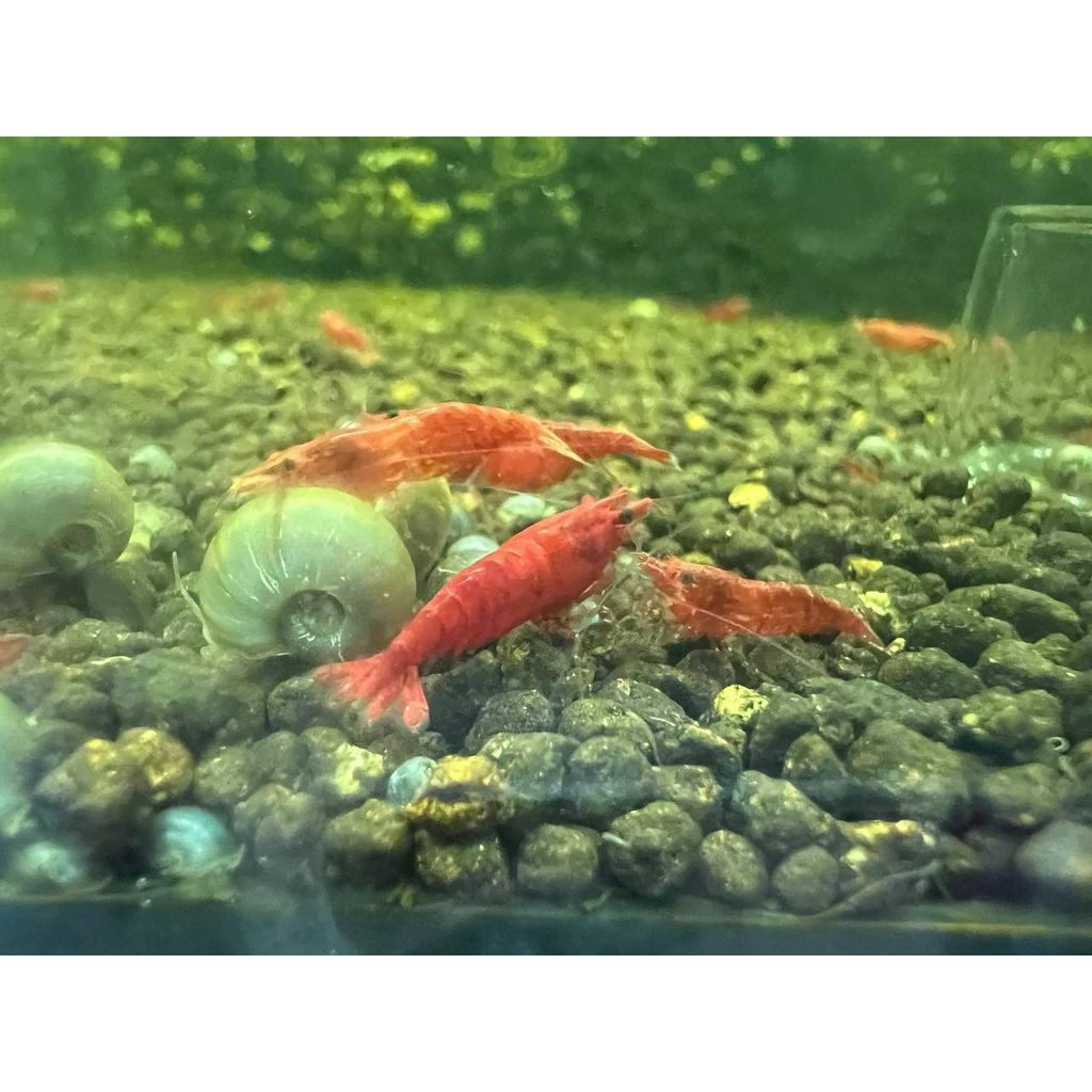 ♧Shrimp & Crayfish BOOSTER FOOD for Fire Red Neo Caridina | Shopee ...