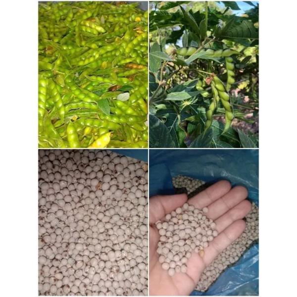Kardis white seeds / Kadyos seeds Pigeon pea for planting (15 Seeds ...